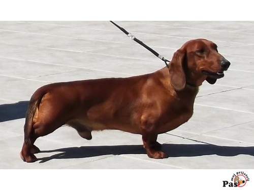 Jazavičar oštrodlaki - Dachshund