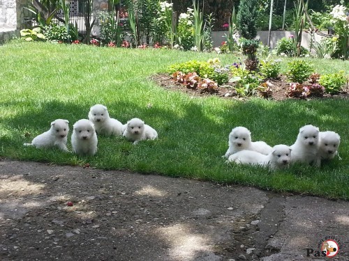 Samojed