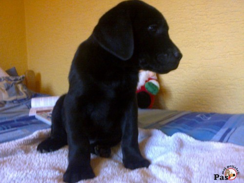 Labrador retriver