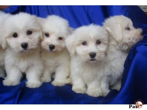 Coton de tulear - Tulearski pas