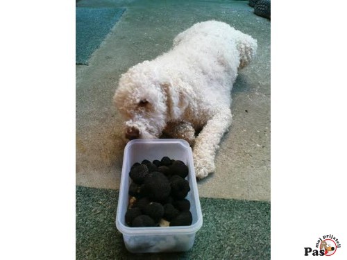 Lagotto romagnolo