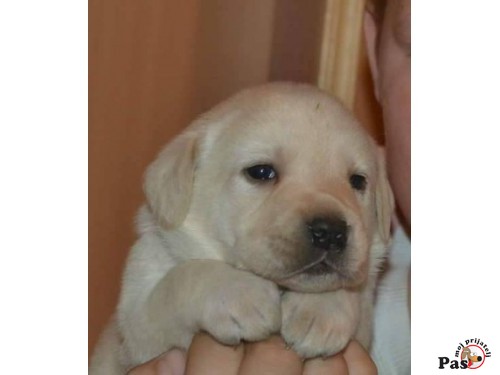 Labrador retriver