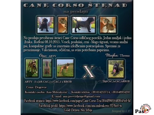 Cane Corso