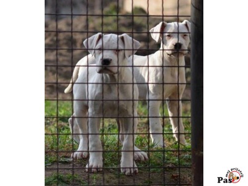 Dogo argentino