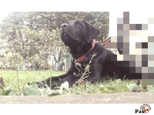 Labrador retriver