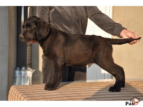 Labrador retriver