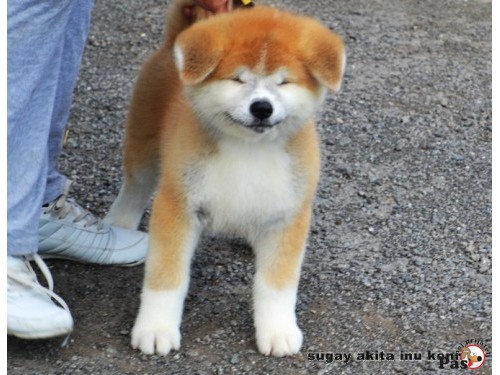 Akita Inu