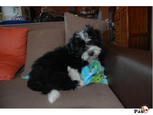 Coton de tulear - Tulearski pas