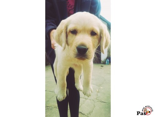 Labrador retriver