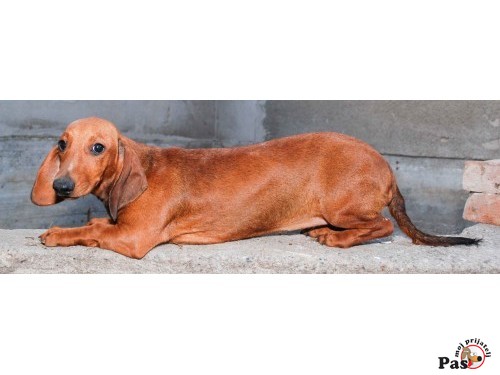 Jazavičar oštrodlaki - Dachshund