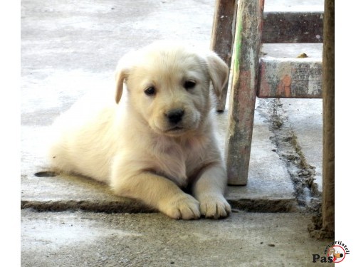 Labrador retriver