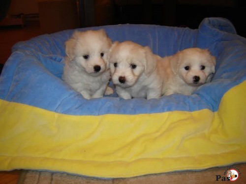 Coton de tulear - Tulearski pas