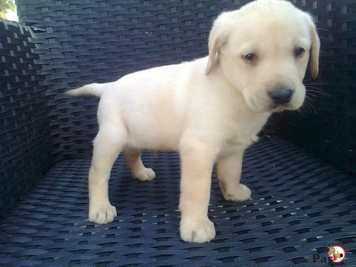 Labrador retriver