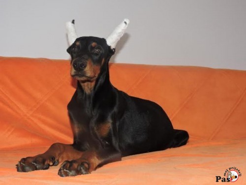 Doberman