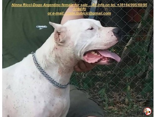 Dogo argentino