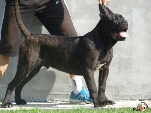 Cane Corso