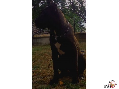 Cane Corso