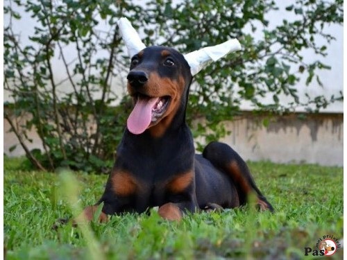 Doberman