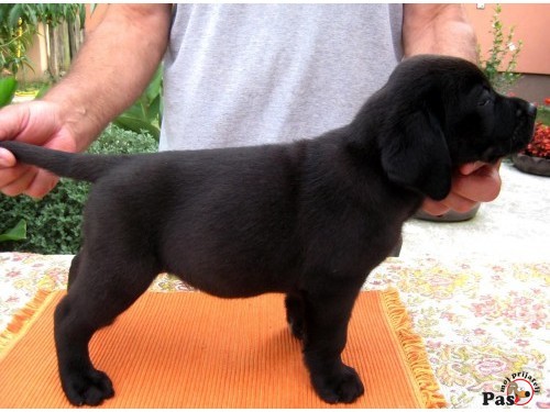 Labrador retriver