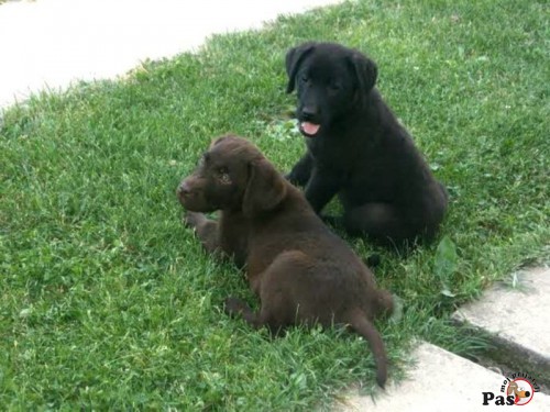 Labrador retriver