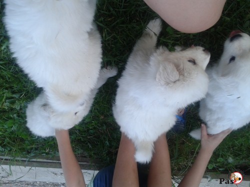 Samojed