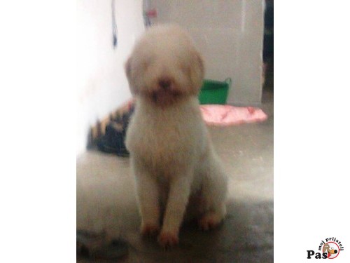 Lagotto romagnolo