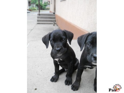 Cane Corso