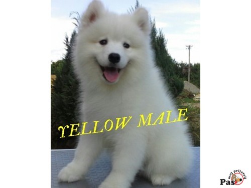 Samojed