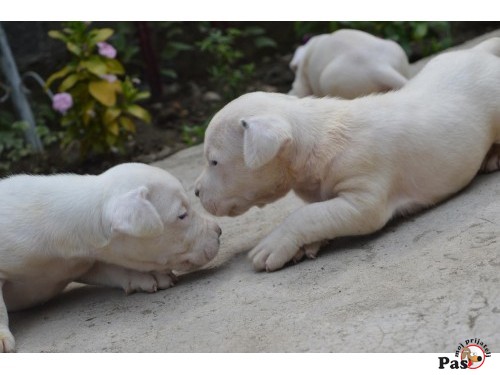 Dogo argentino