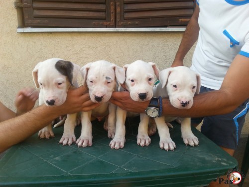 Dogo argentino