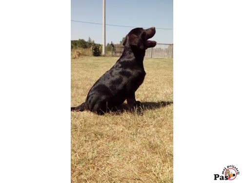 Labrador retriver