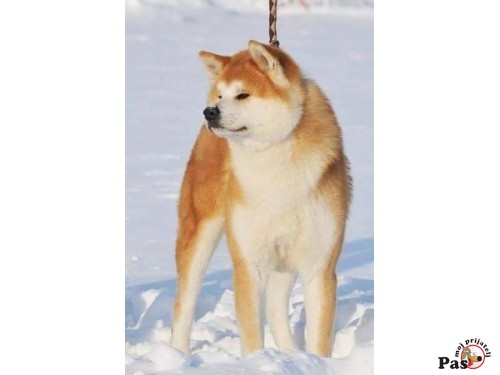 Akita Inu