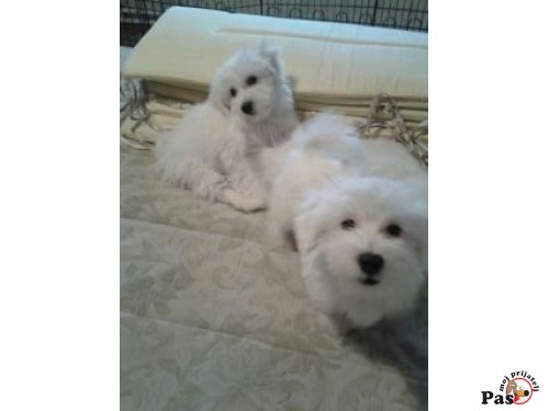 Coton de tulear - Tulearski pas