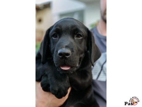 Labrador retriver