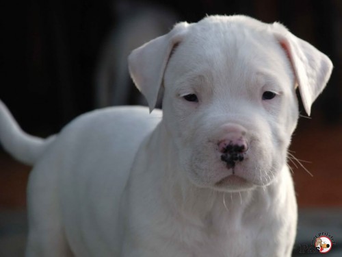 Dogo argentino