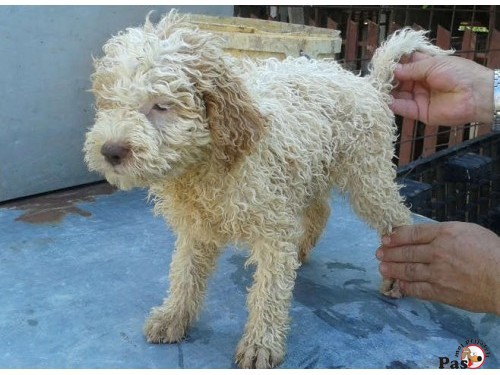 Lagotto romagnolo