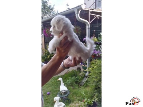 Coton de tulear - Tulearski pas