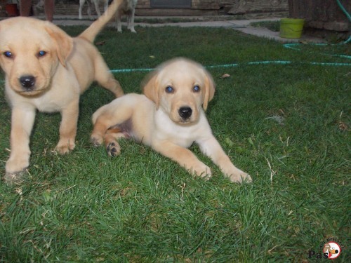 Labrador retriver