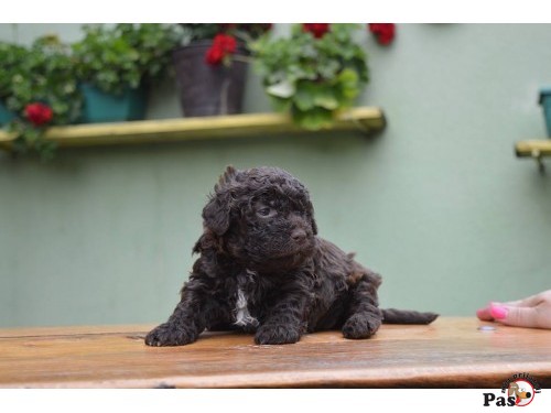 Lagotto romagnolo