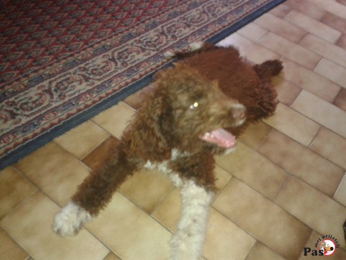 Lagotto romagnolo