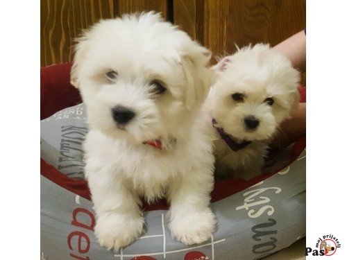 Coton de tulear - Tulearski pas