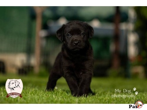 Labrador retriver