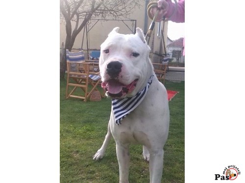 Dogo argentino