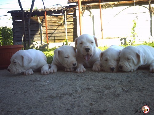 Dogo argentino