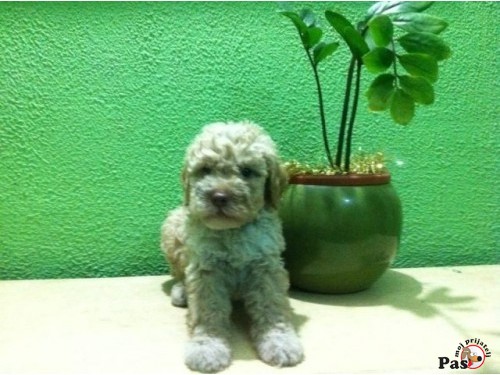 Lagotto romagnolo