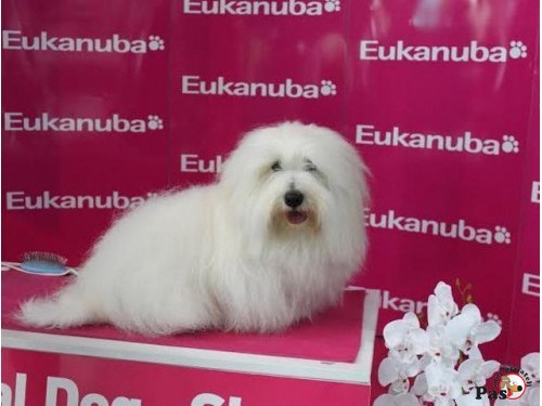 Coton de tulear - Tulearski pas