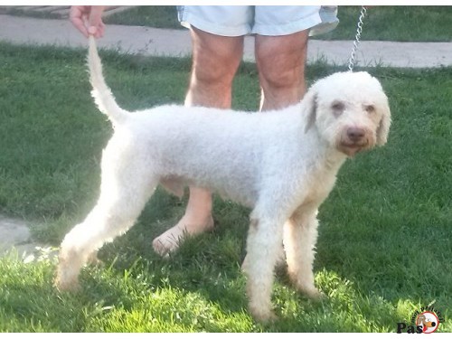 Lagotto romagnolo