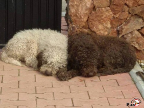 Lagotto romagnolo