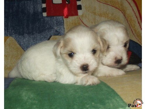 Coton de tulear - Tulearski pas