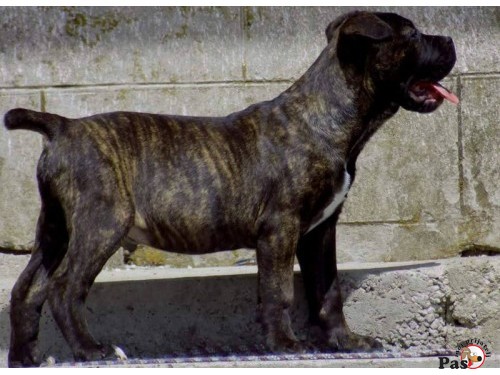 Cane Corso